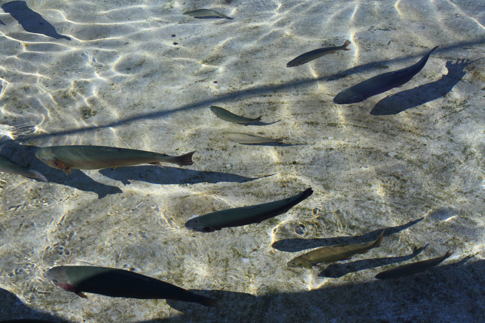 Living and Dyeing Under the Big Sky: Fish Hatchery at Giant Springs