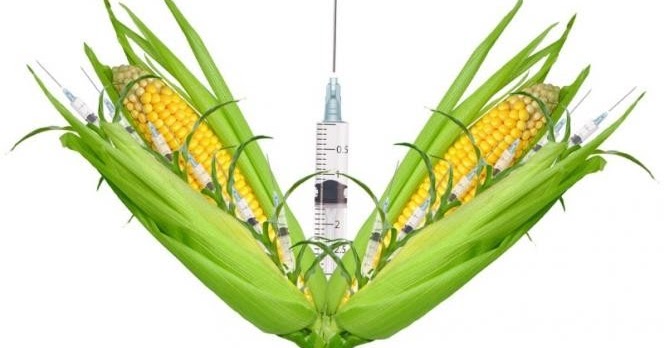 Informare Senza Censure: Vaccini OGM, messi a punto partendo da piante ...