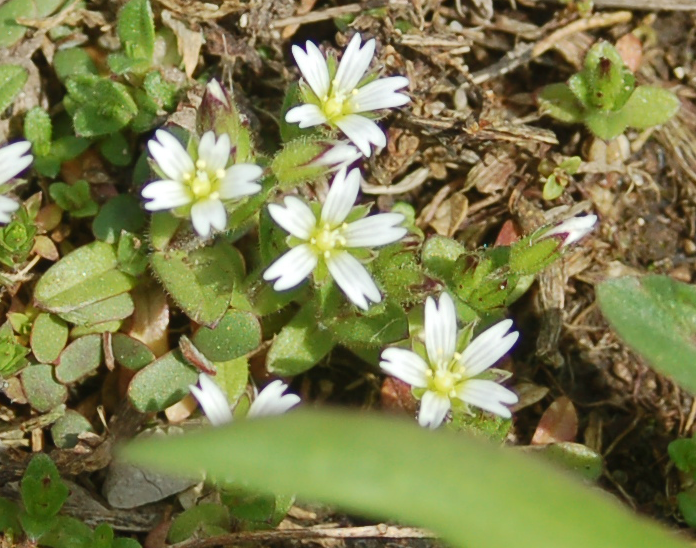 Michigan Wildflowers 2013