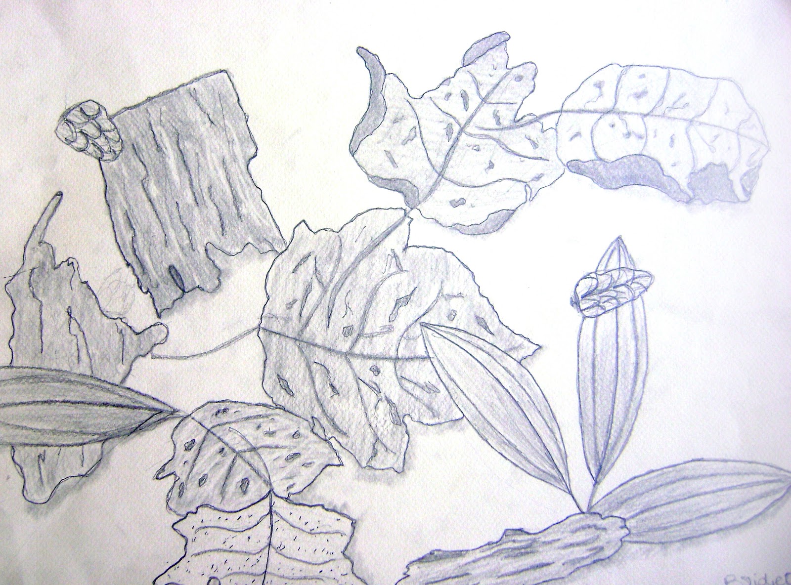 MCS ARTROOM: Leaf Value Drawing by Advanced Art Students