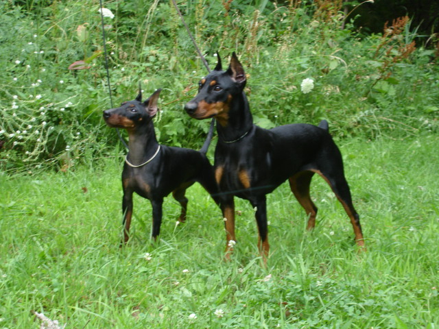 Toy Manchester Terrier ~ Dog Breeds Galleries