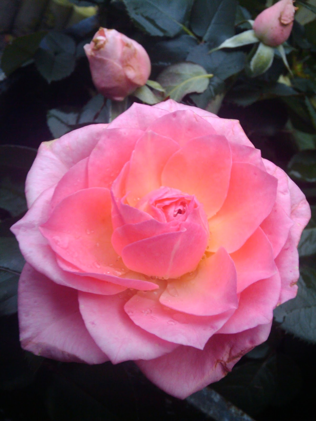 Vademecum Interesting Plants: Rosa - Róża (gatunki) - Rozen (soorten)