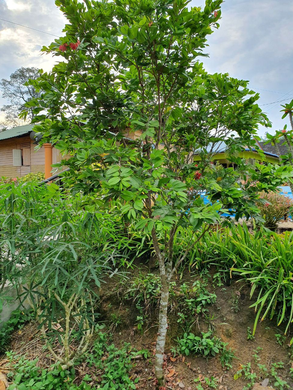 Warisan Petani: Pokok Katak Puru Sudah Berbunga