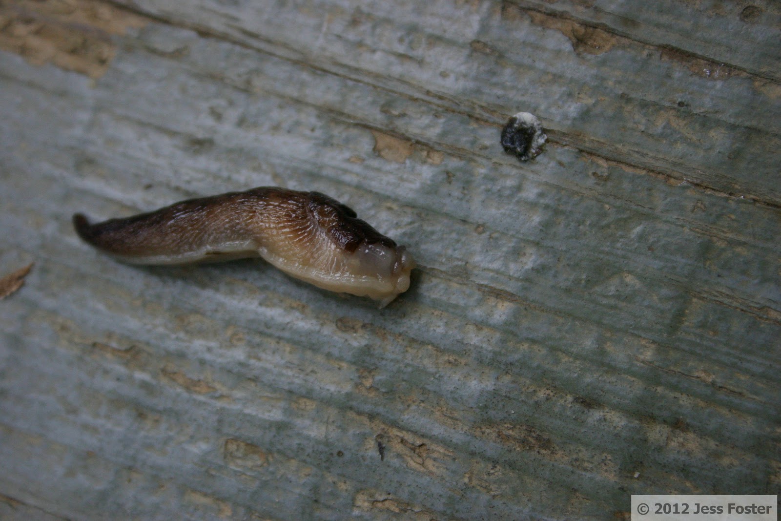 Sluggin' Along: Infected Slugs: Case #5