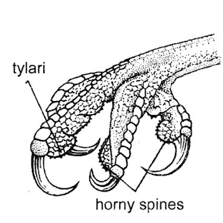 B. Sc. - II Animal Diversity- IV (Old) : Leg Modification in birds. By ...