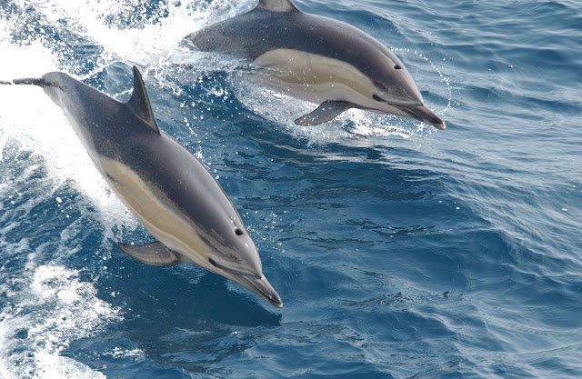 long-beaked common dolphin (Delphinus Capensis) Facts and Information ...