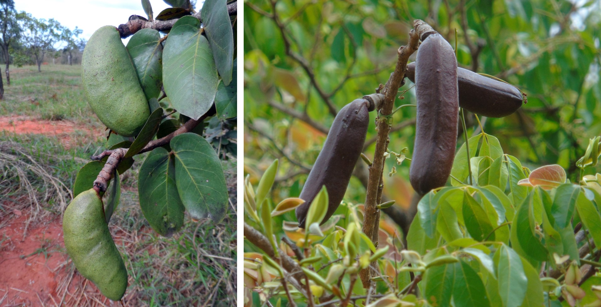 Jatobá (Hymenaea stigonocarpa Mart. ex Hayne) | A planta da vez