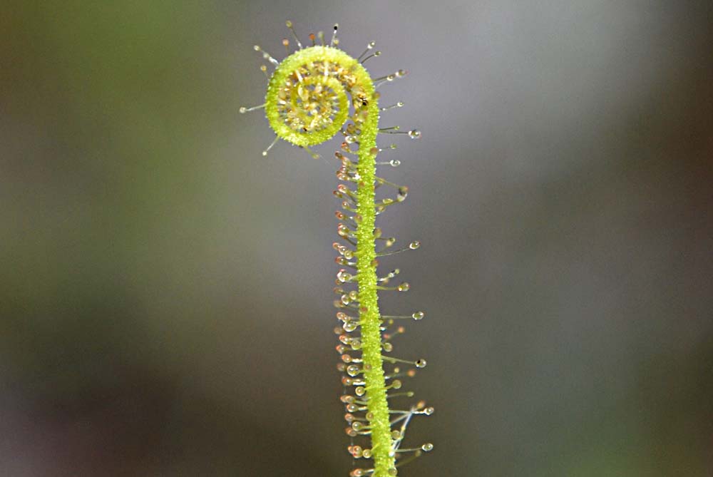 Space Coast Wildflowers: Panhandle Wildflowers, May 12-14, 2012