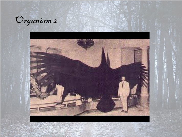 Mizzz Foster's Class: Dichotomous keys with a touch of the peculiar ...