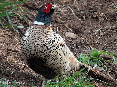 fotosricardo-h: FAISÁN VULGAR - Common Pheasant