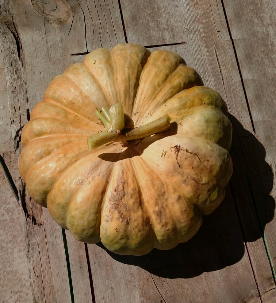 The Merry Needle: The Rise of the Unusual Pumpkin