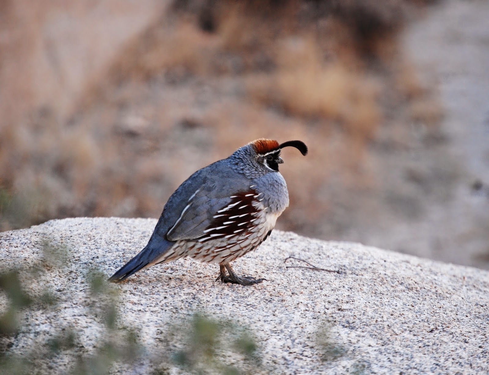 ΟΡΤΥΚΙΑ (QUAILS) photos - wallpapers (ανανεωμένο) | the fun bank