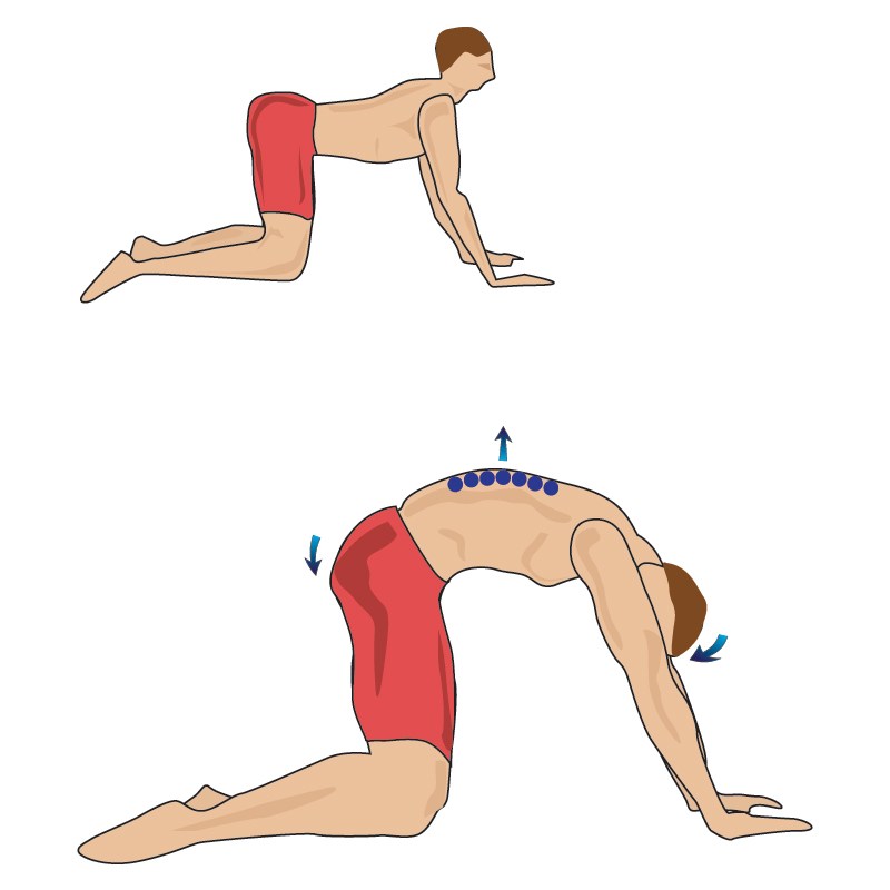Cat Arch Back Stretch - gymnastics coach