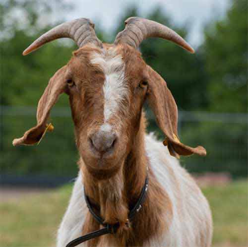 Goat Sacrifice at Dhading Temple in Nepal – Basaha Mandali Temple in ...