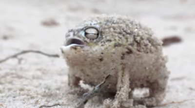 Your Daily Cute: Adorable Squeaky Screaming Frog