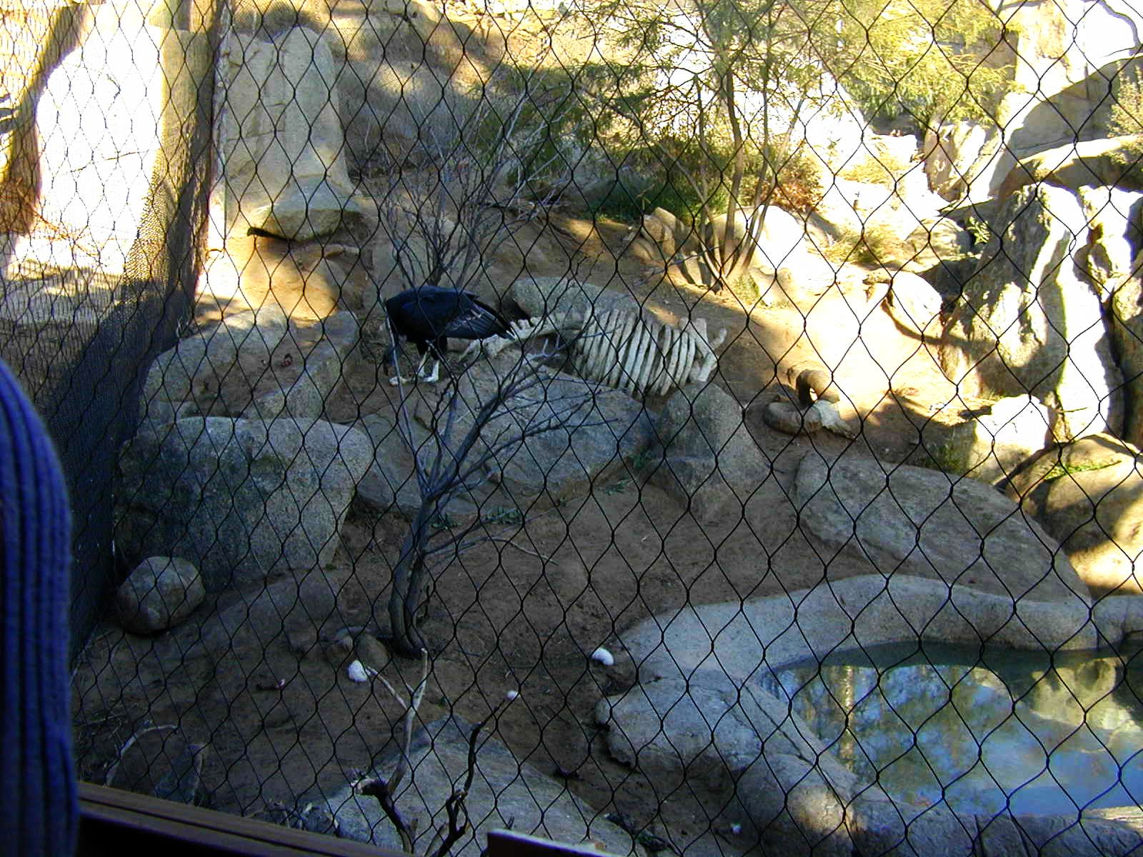 Zoo and Aquarium Design: Celebrating International Vulture Awareness Day