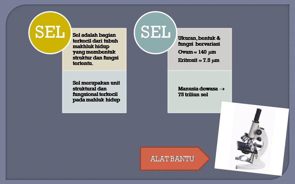 SEL | XI IPA 1,2,5.