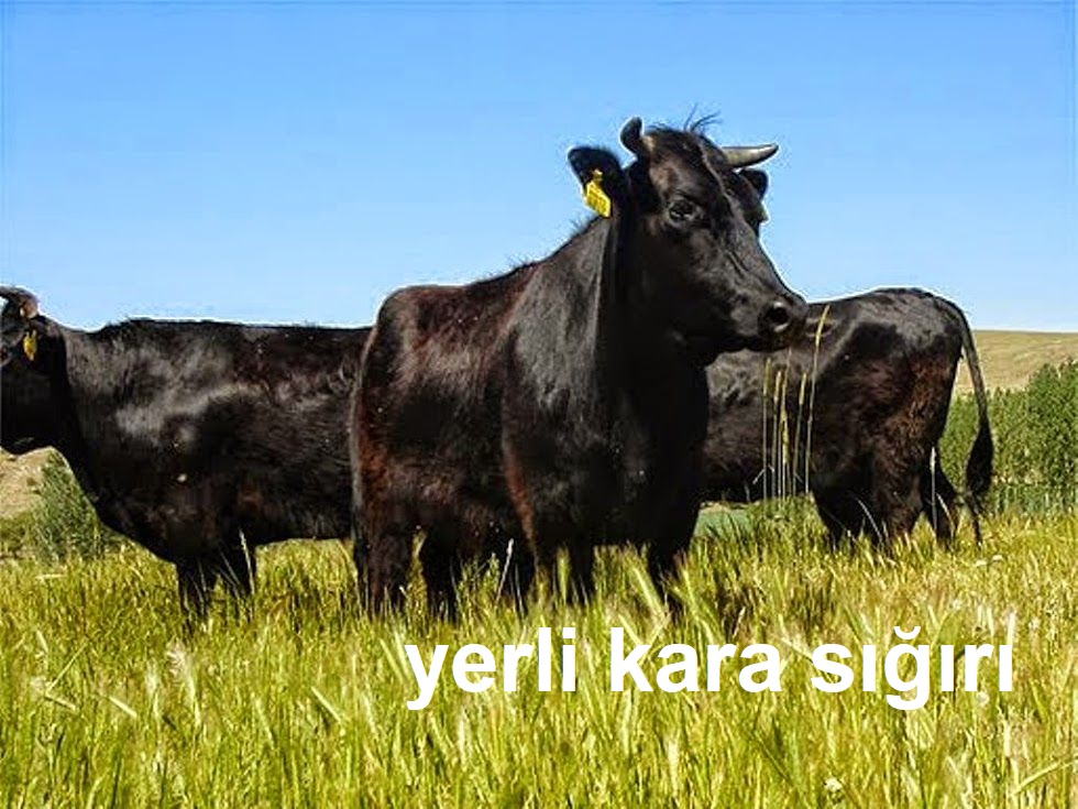 yerli kara sığırı - BilginCin