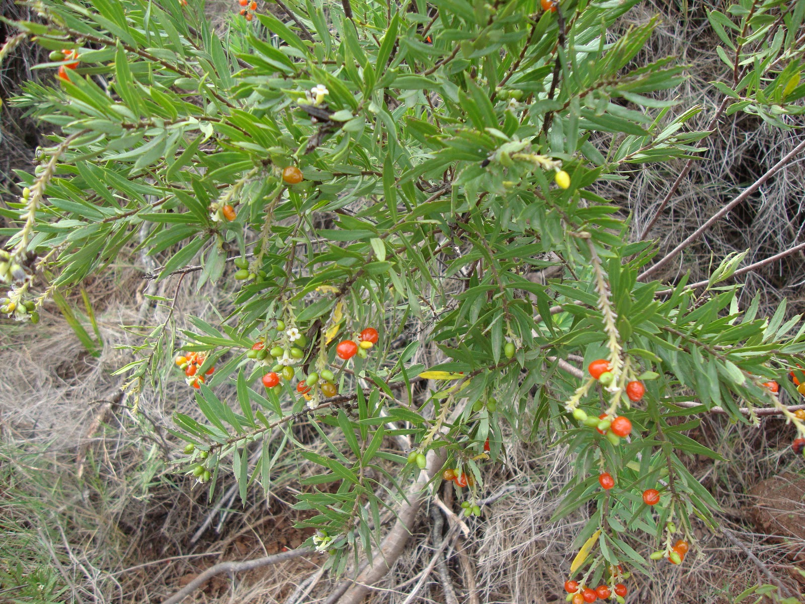 CA L'HERBOLARI ALZIRA: BARRANC DE MANESA