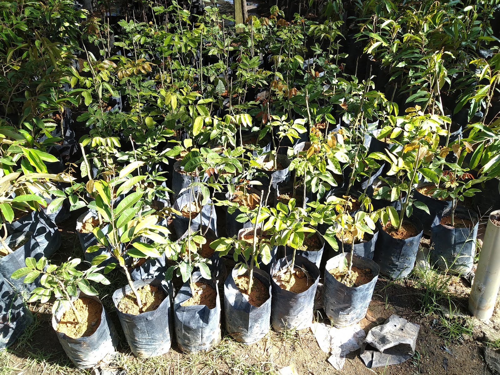 Berita TV Malaysia: Pokok longan rare Longan Lada Hitam