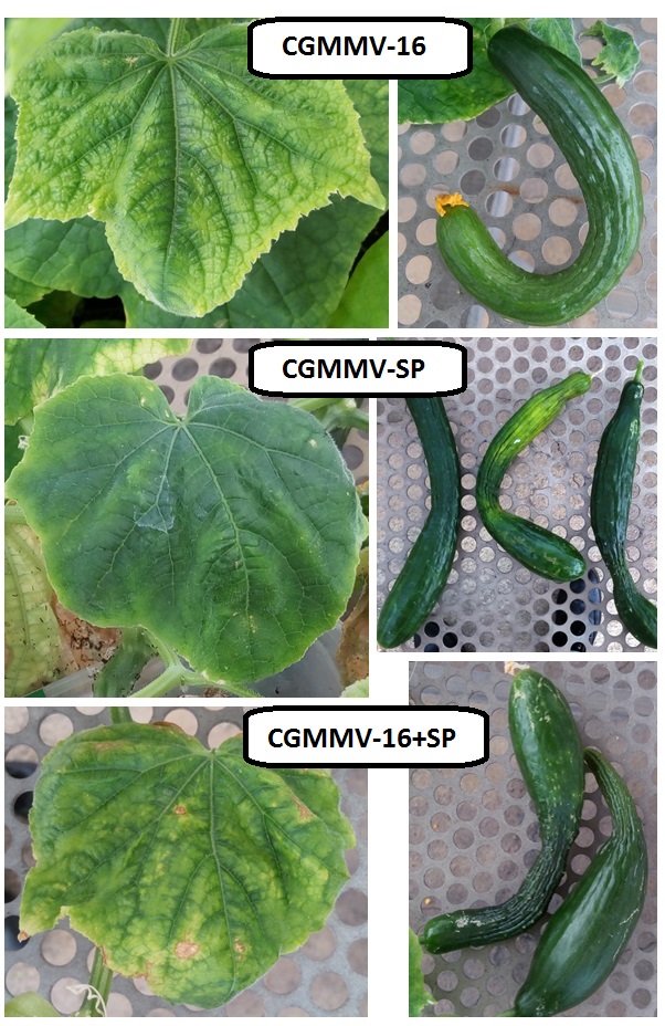 Pathology of single and mixed CGMMV-strains infections