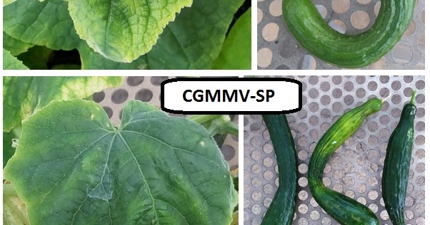 Pathology of single and mixed CGMMV-strains infections
