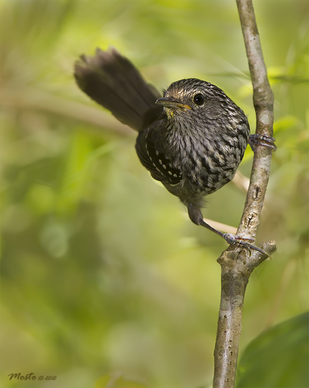 AVES NUESTRAS: TILUCHI ESTRIADO