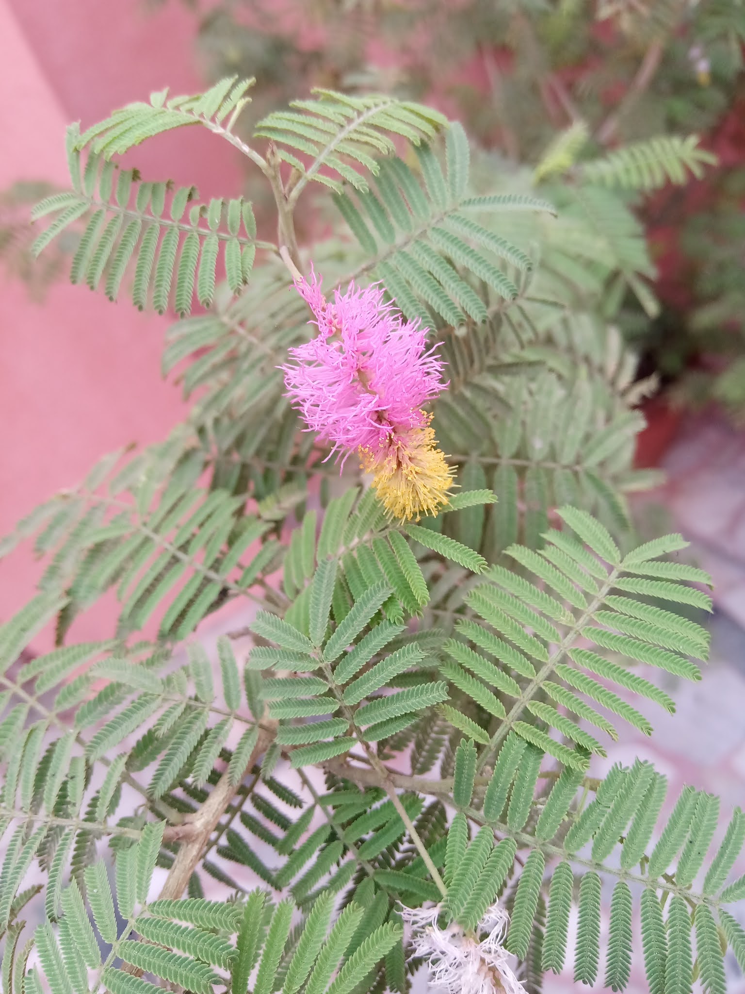 Dear Study: Shami plant and flower | छिकुर का पौधा | छिकुर का फूल ...