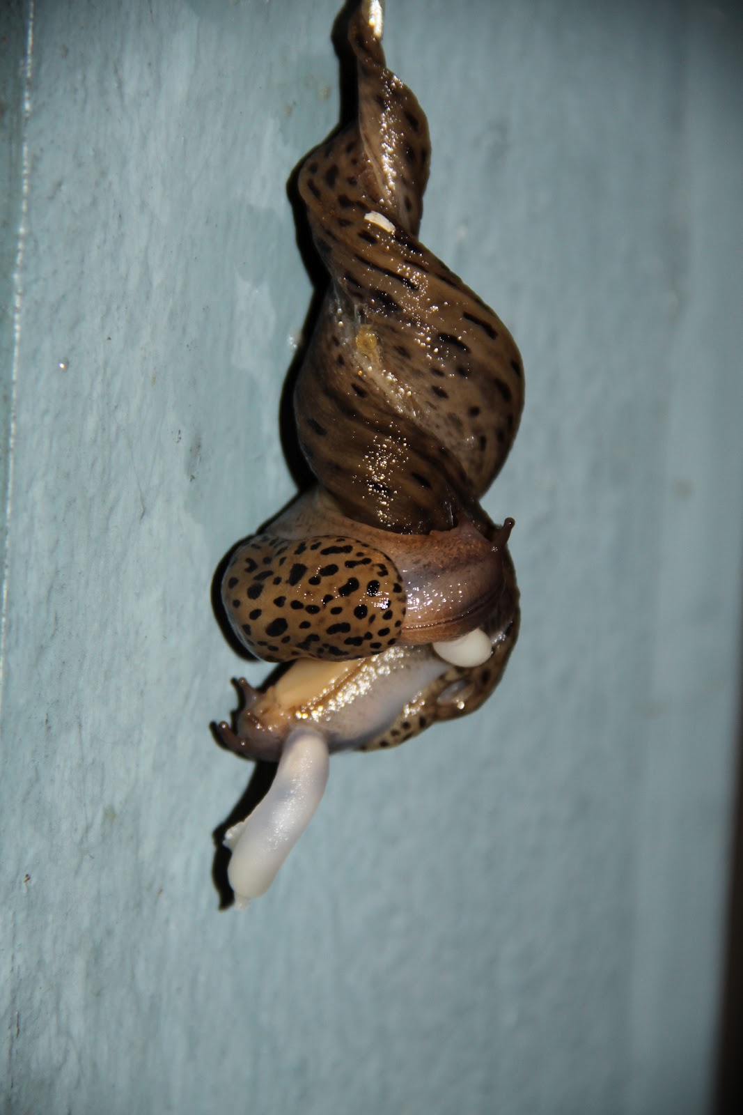 RadhusLiv - i och utanför radhuset...: Parande Leopardsniglar! / Mating ...