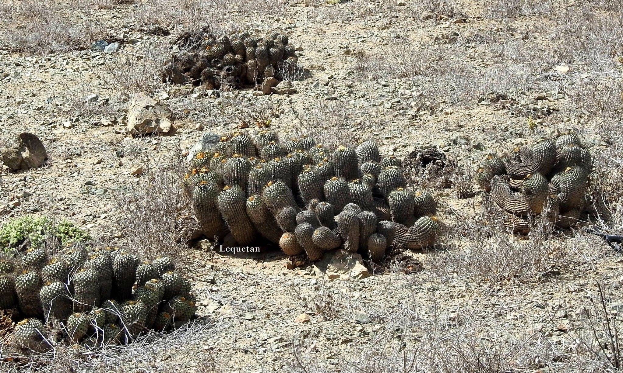Los viajes de Lequetan: la cultura de los changos en chile