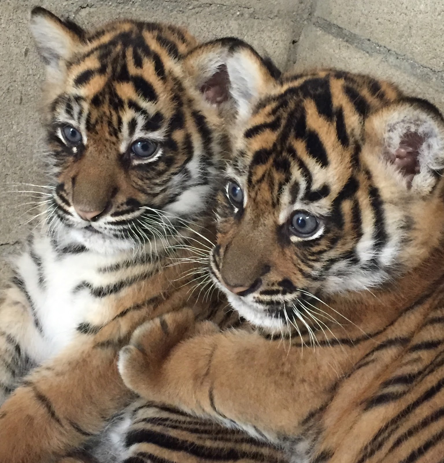 Adventures of a Zookeeper: Trio of Tiger Cubs