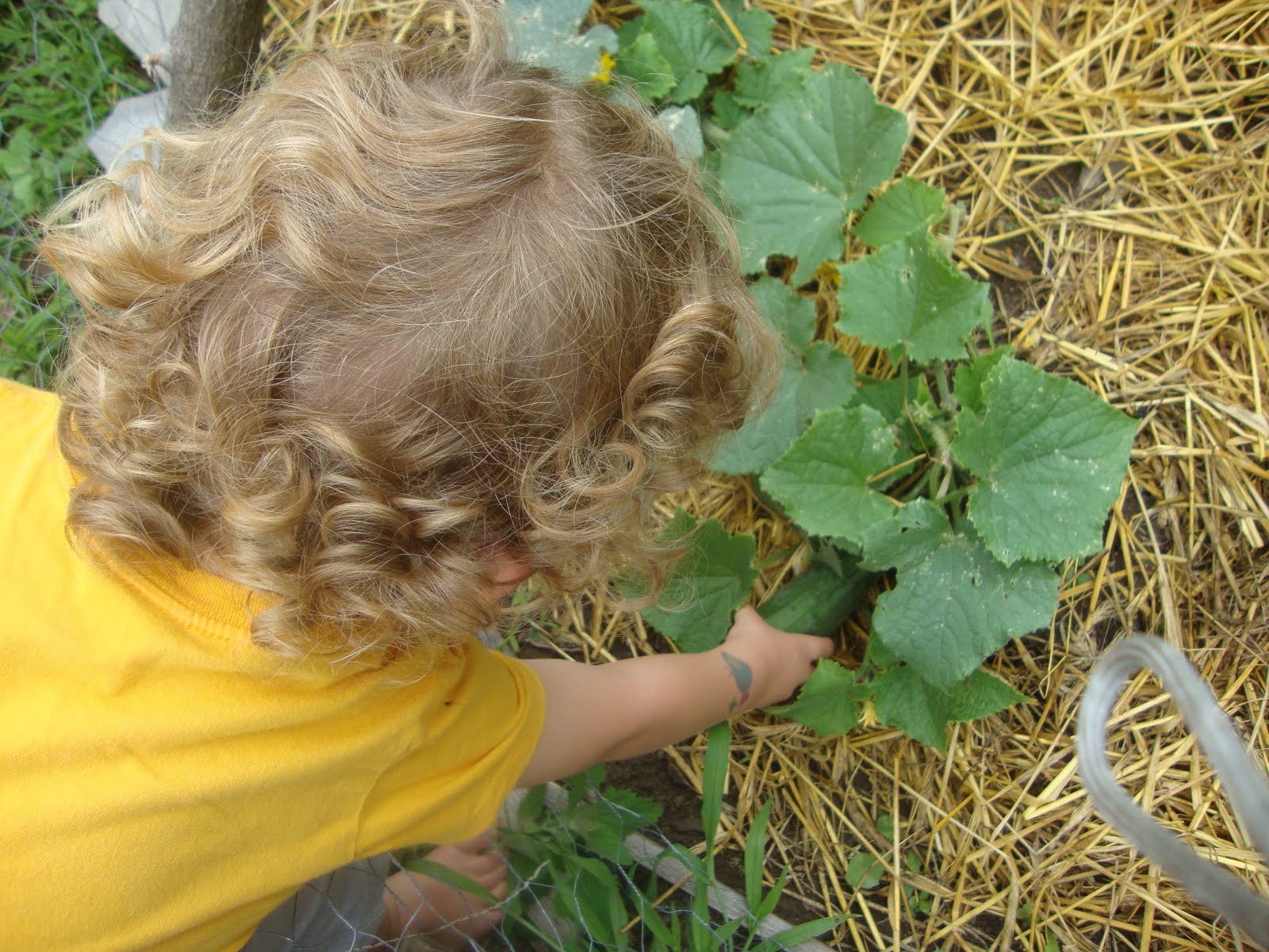 art and soul preschool: Gardening at School