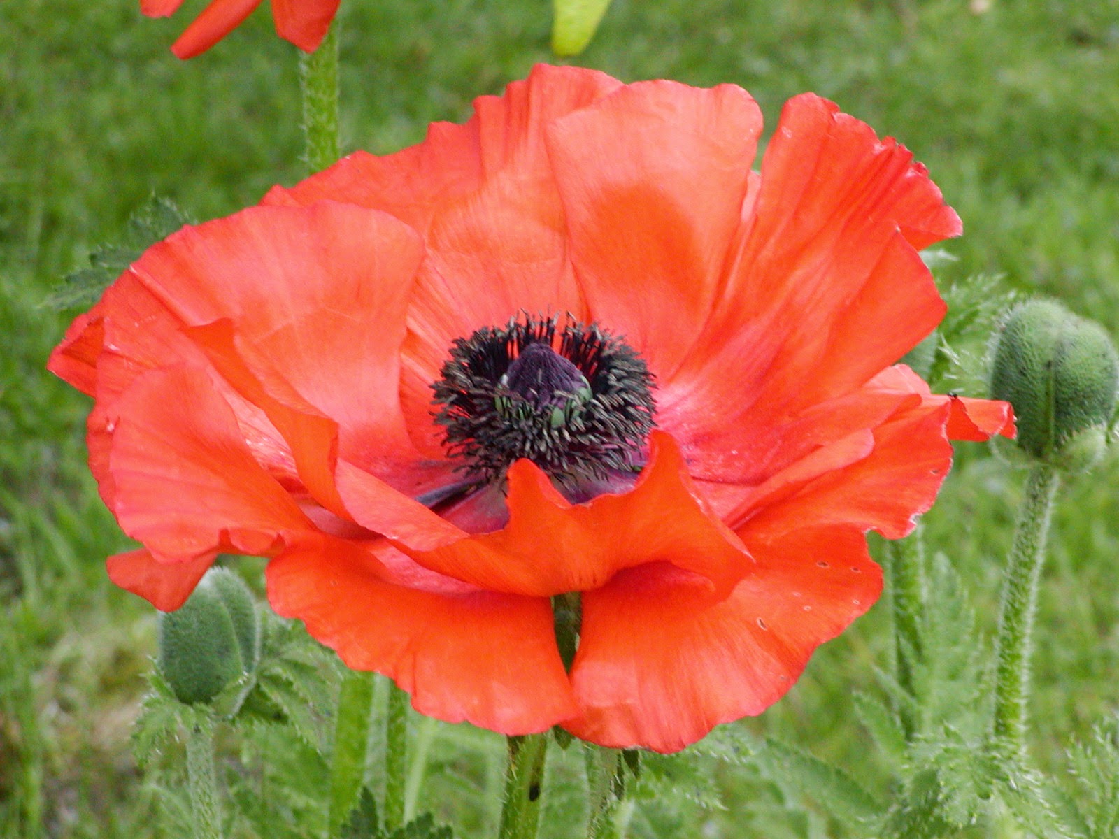 Flower Homes: Opium Poppy Flowers
