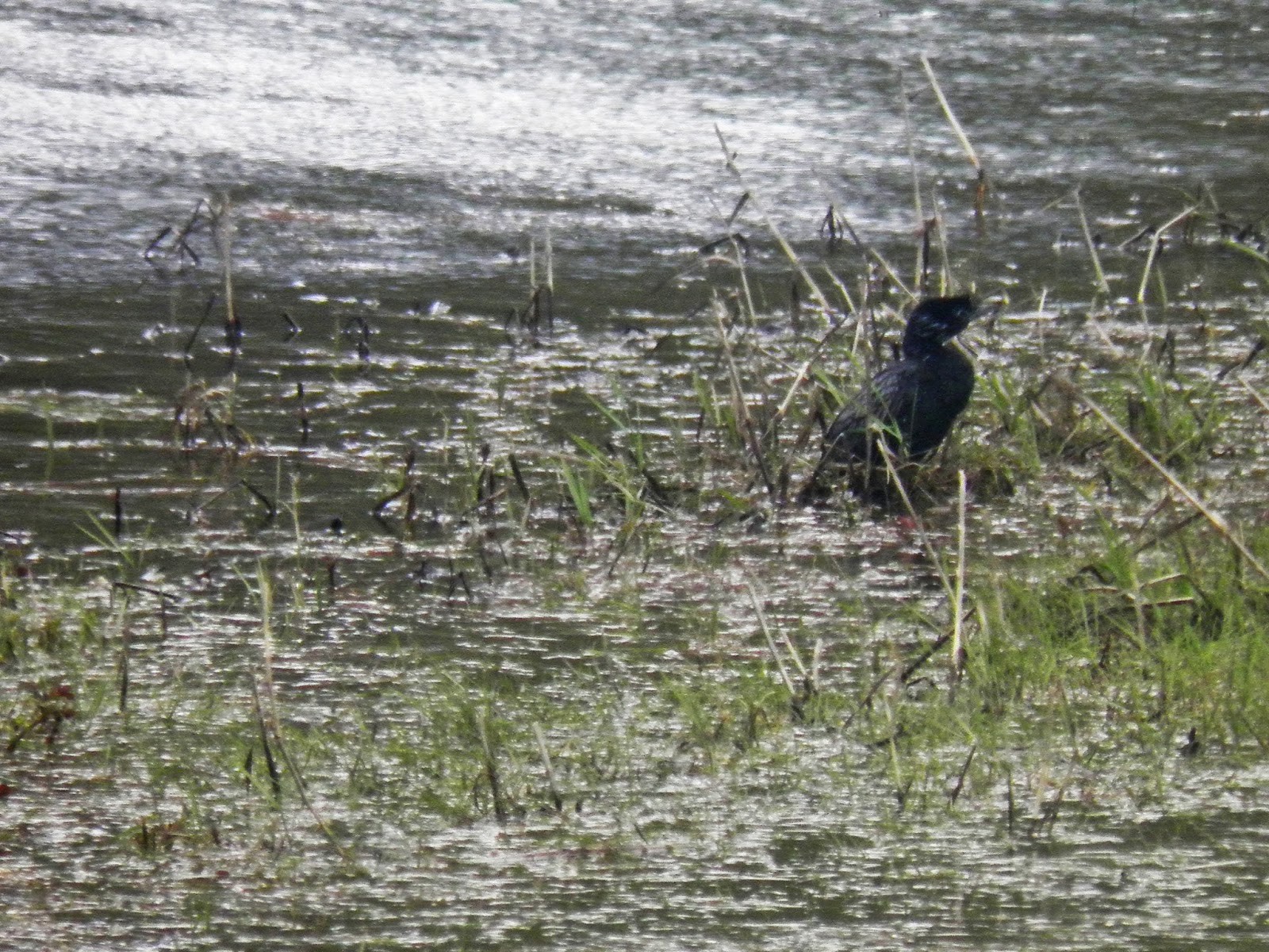 PASARI DIN ROMANIA: CORMORAN MIC, Microcarbo pygmeus