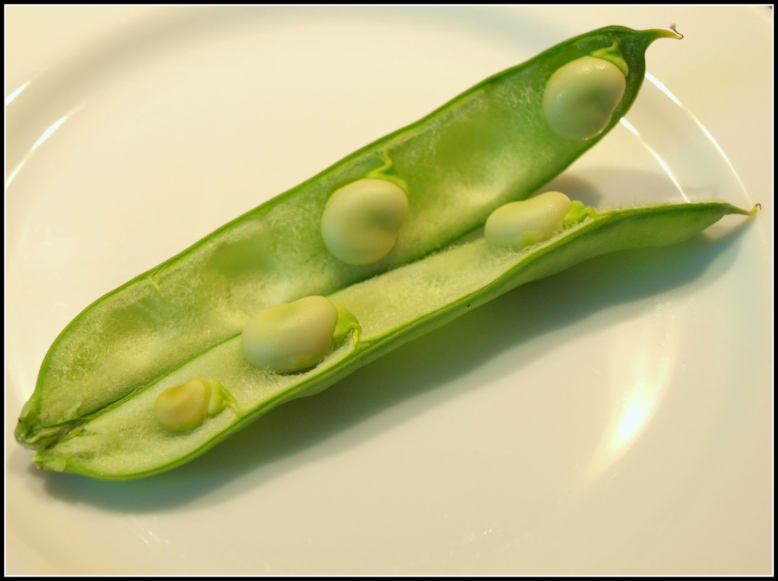 Mark's Veg Plot: Broad Bean "Stereo"