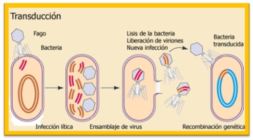 BIOLOGIA MOLECULAR: 9.1.3 TRANSDUCCIÓN
