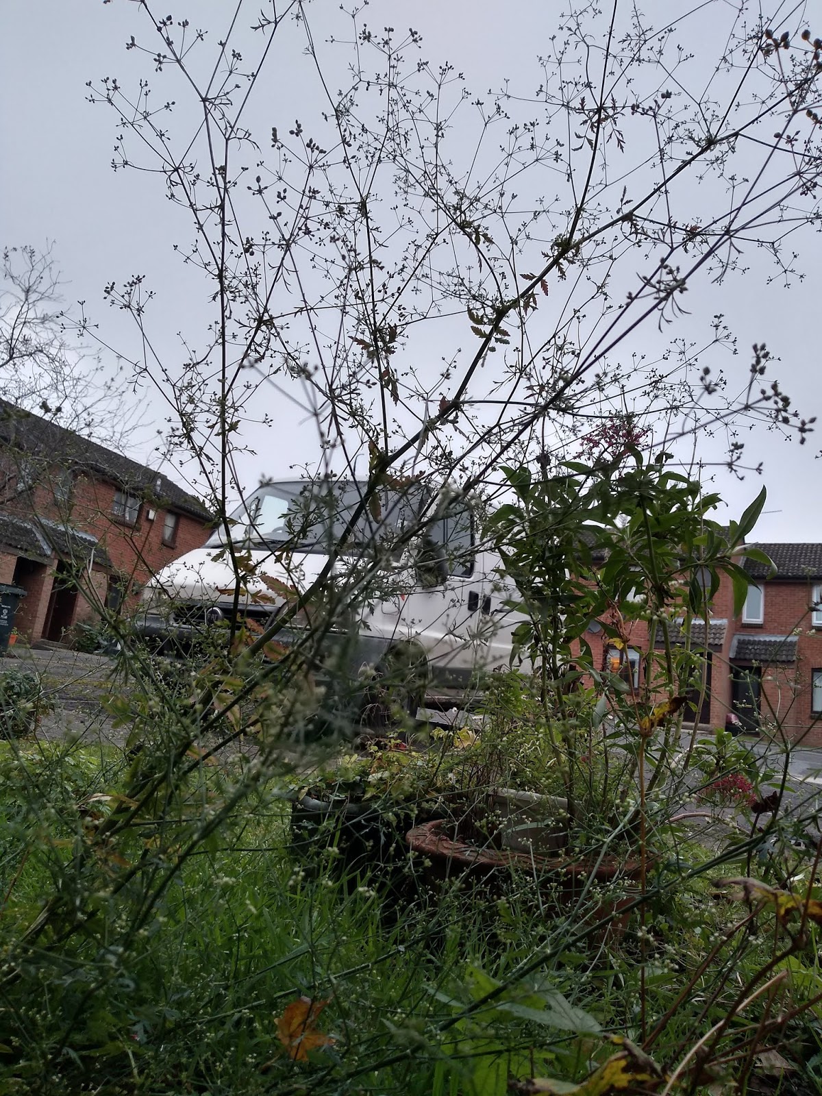 Michael Peverett: Stone Parsley ( Sison amomum )