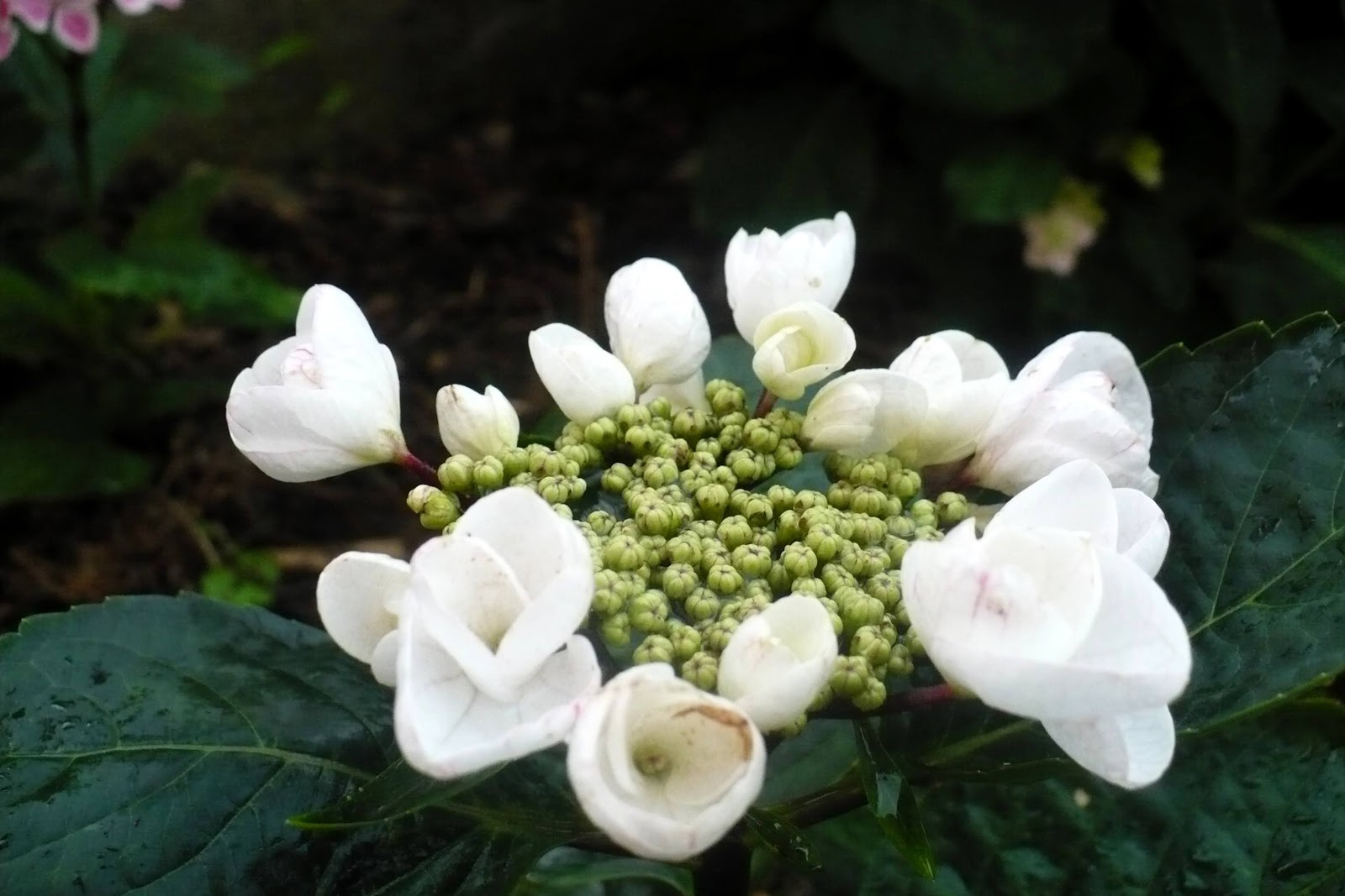Hydrangea, Hortensja: Hydrangea macrophylla (Hortensja ogrodowa) Choco Chic