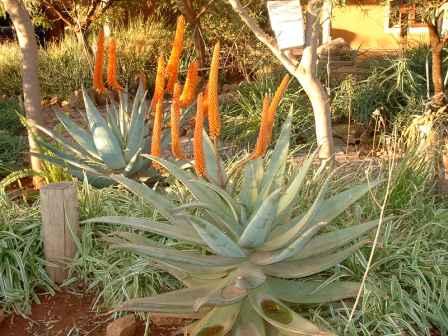 🌿 Tuinmaak in Suid Afrika 🌵: Lente en Aalwyne