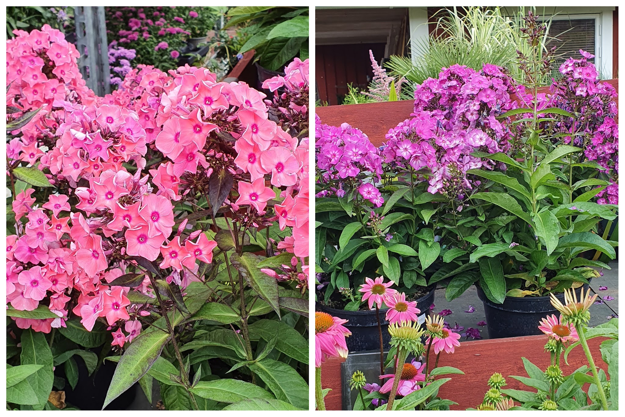 Maribels Garden: Varma torra Juli.