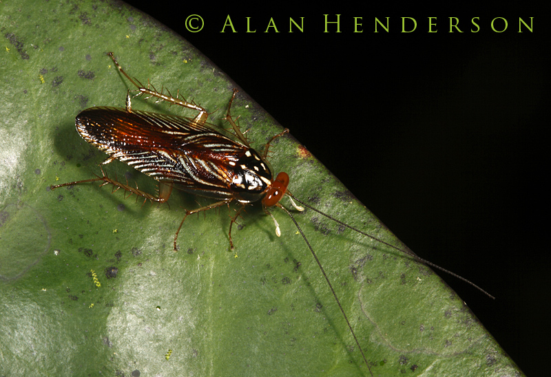 Wasp-mimic cockroach | Project Noah