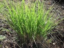 VIAJERO MAYA: agosto 2017