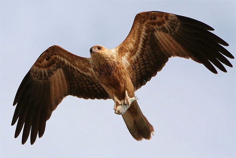 Burung Elang, Ciri-ciri, Jenis dan Klasifikasi Burung Elang