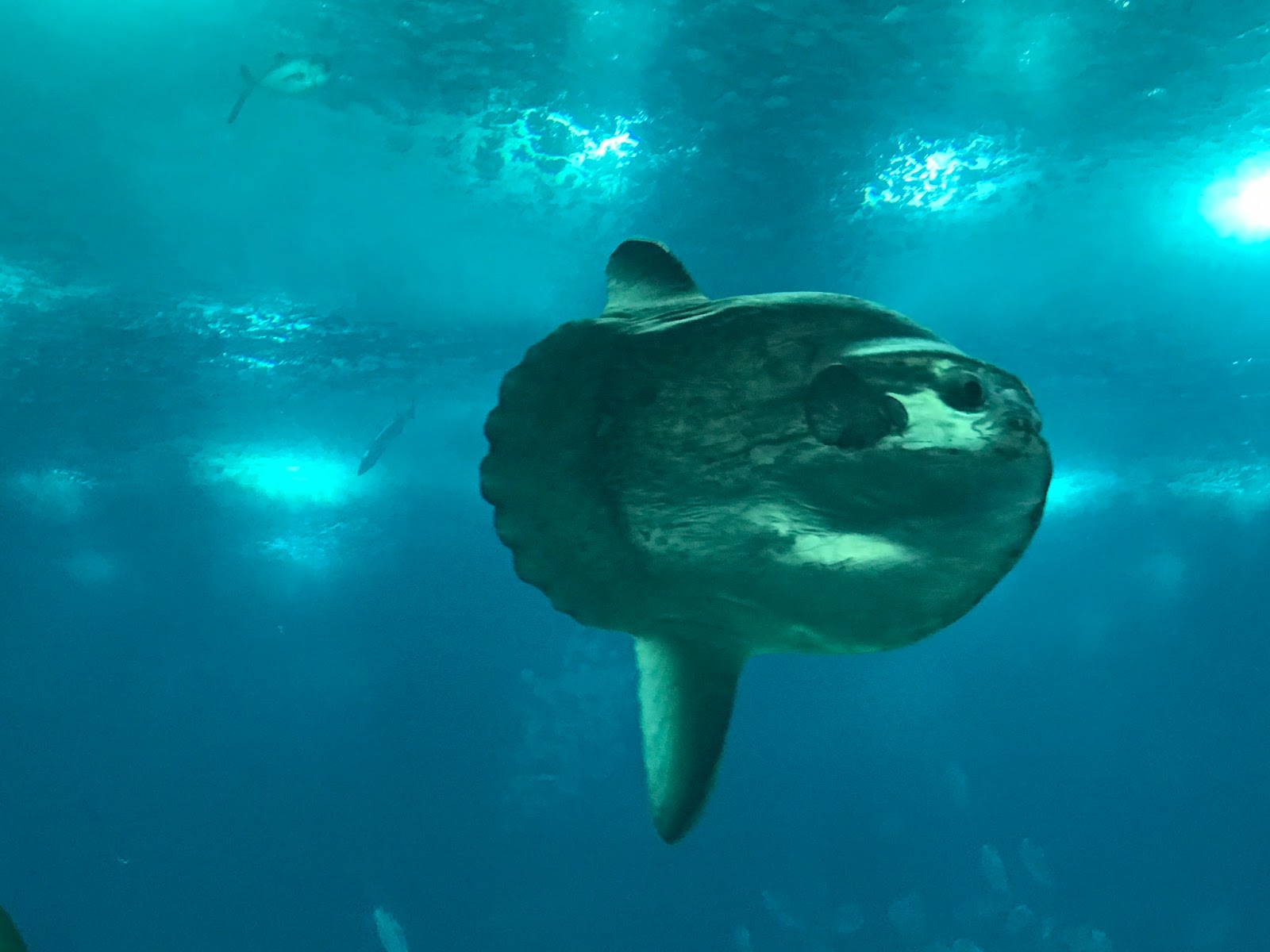 Pra lá que eu fui: OCEANÁRIO DE LISBOA