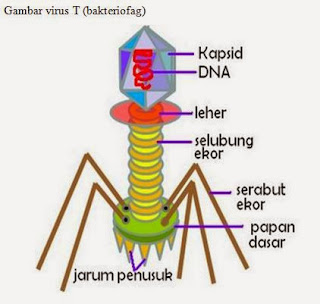 Struktur virus T (Bakteriofag) | Pustaka Pandani