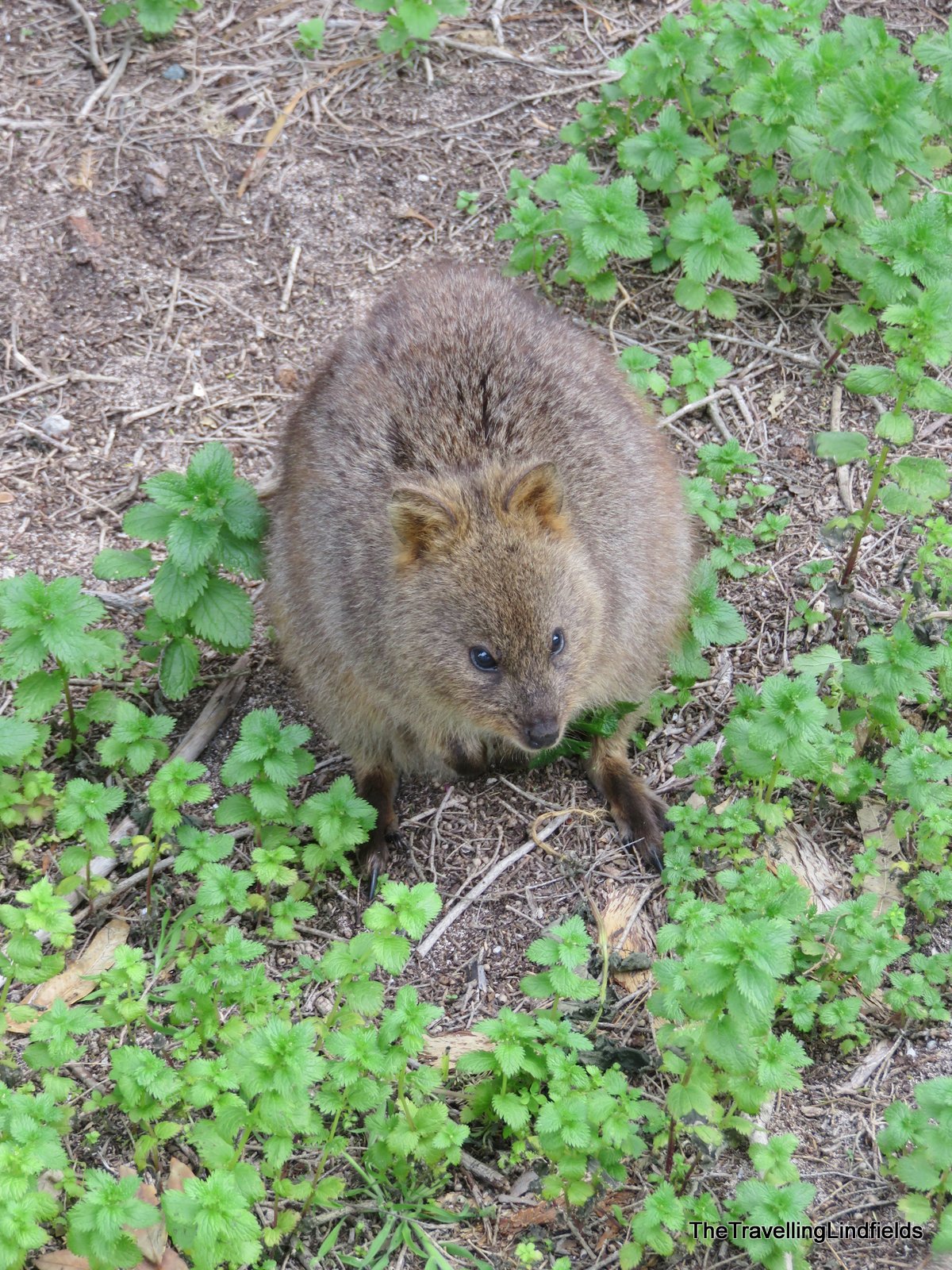 Quokka Tree Snack Cute Three Rats Rottnest Island
