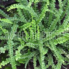 Flora de Puerto Rico Ilustrada Papo Vives: FERN LOMARIOPSIDAVCEAE ...