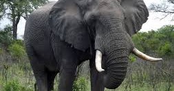 Biological Libraries: Classification of African Bush Elephant