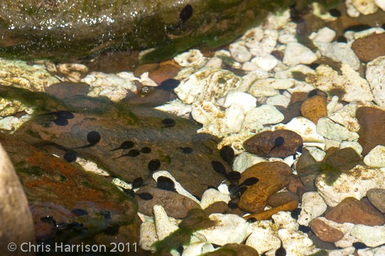 Frog Blog: Cane ToadRhinella marina