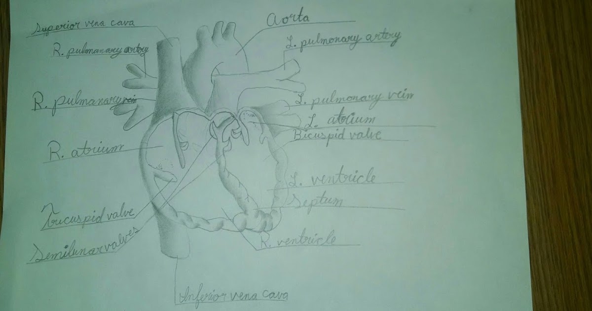 Golden Grasses: Homeschool Heart Dissection - Challenge A Fun!